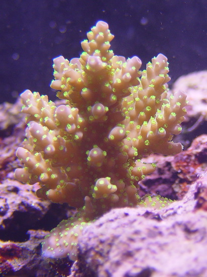 Yellow Polyp Acropora